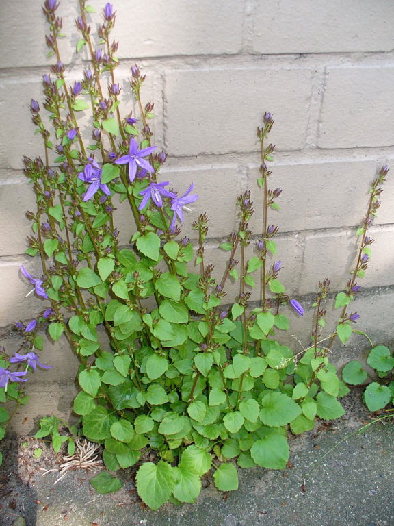 Campanula poscharskyana store